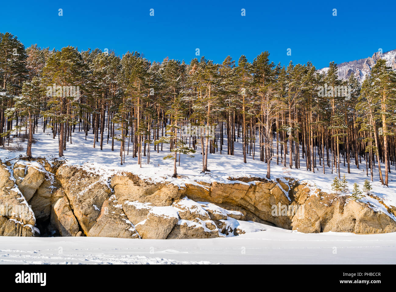 Pine trees snow slope hi-res stock photography and images - Alamy