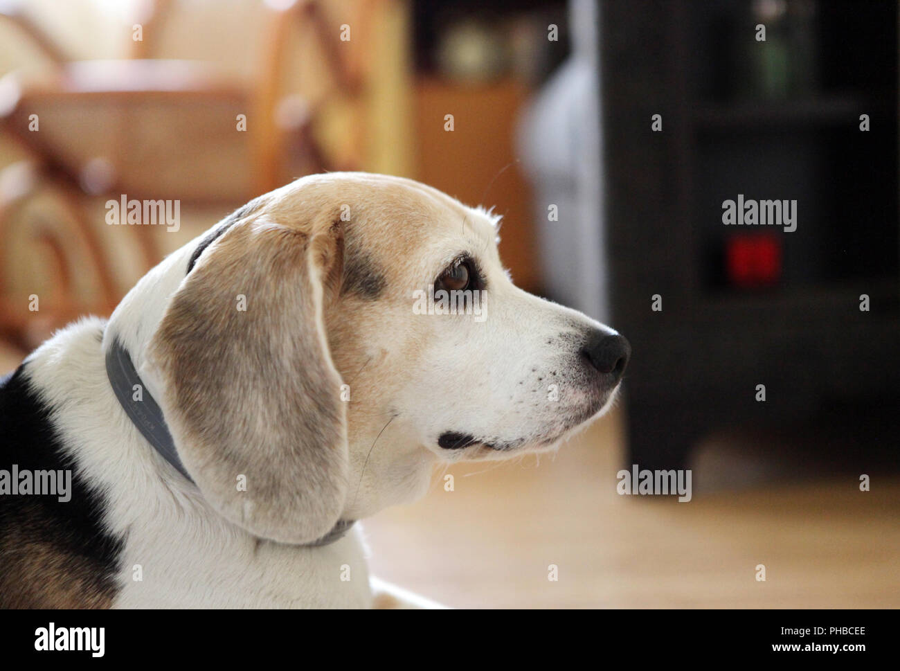Beautiful beagle dog Stock Photo - Alamy