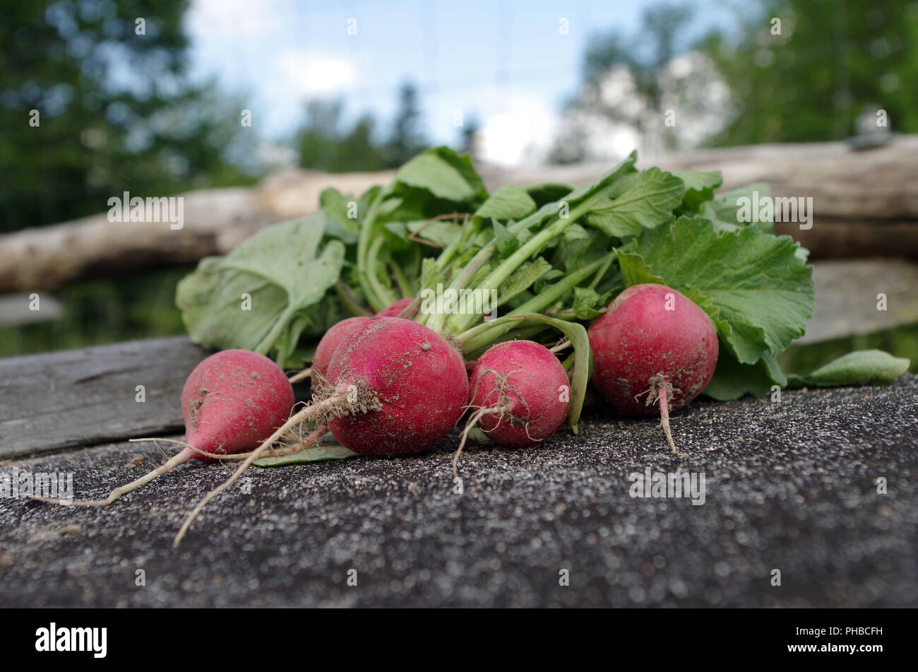 Radieschenbeet hi-res stock photography and images - Alamy
