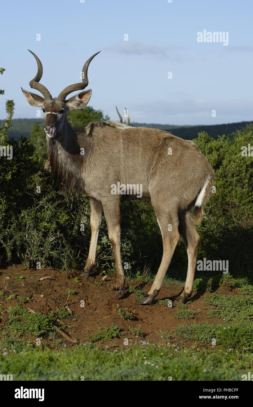 Greater Kudu, Addo Elephant National Park Stock Photo - Alamy