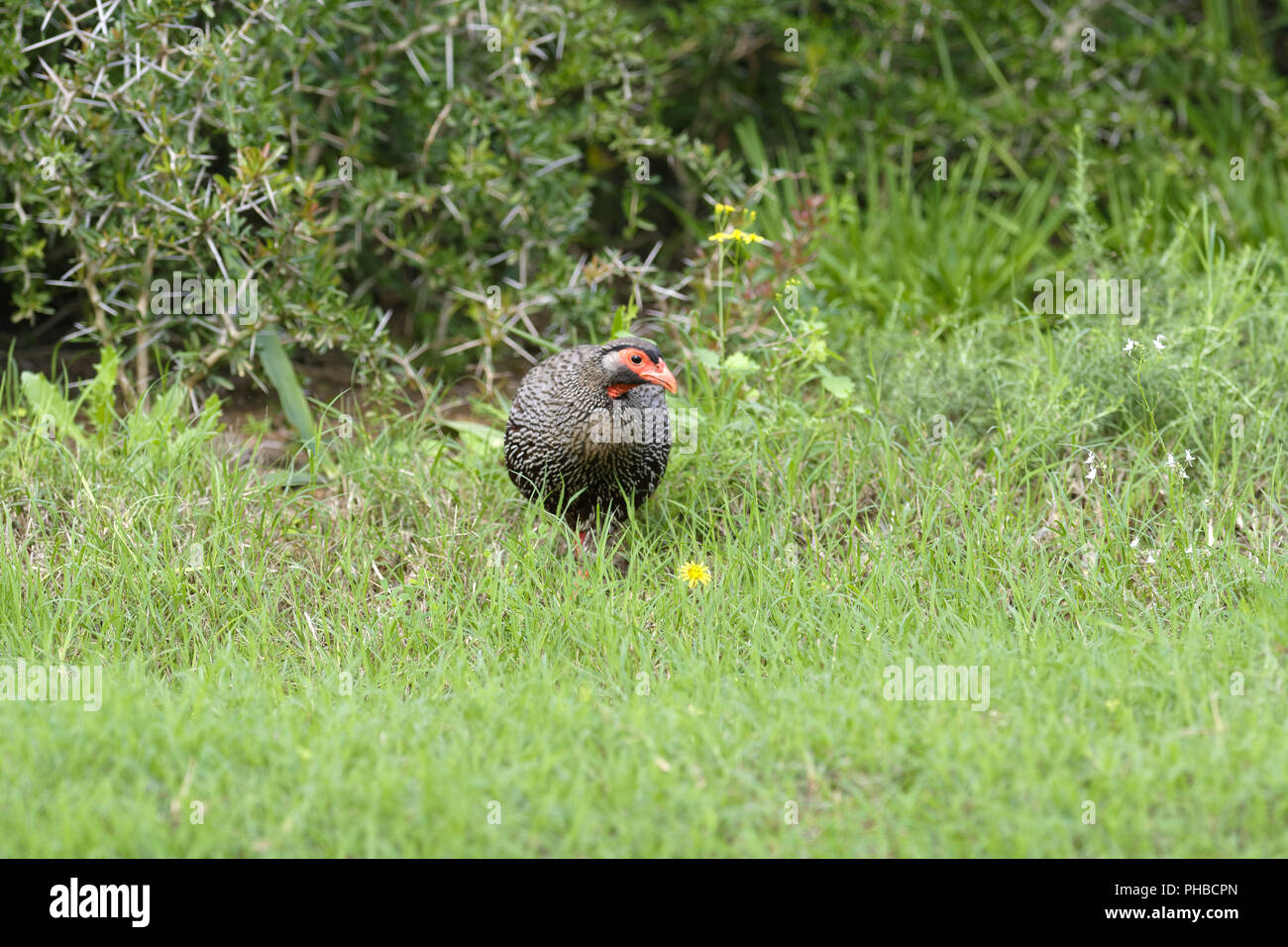 Red necked spurfowl south africa hi-res stock photography and images ...