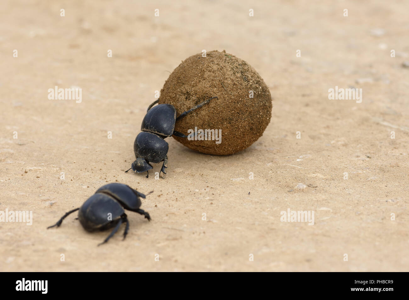 Flightless Dung Beetle, Addo Elephant National Park Stock Photo - Alamy