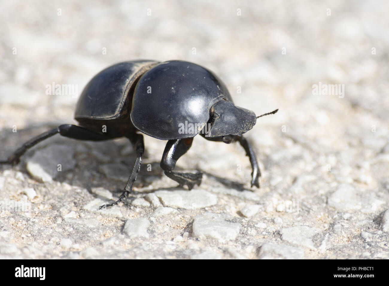 African dung beetle hi-res stock photography and images - Alamy