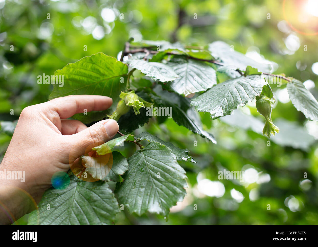 Human hand holding green hazelnuts on the branch. Nuts of the filbert ...