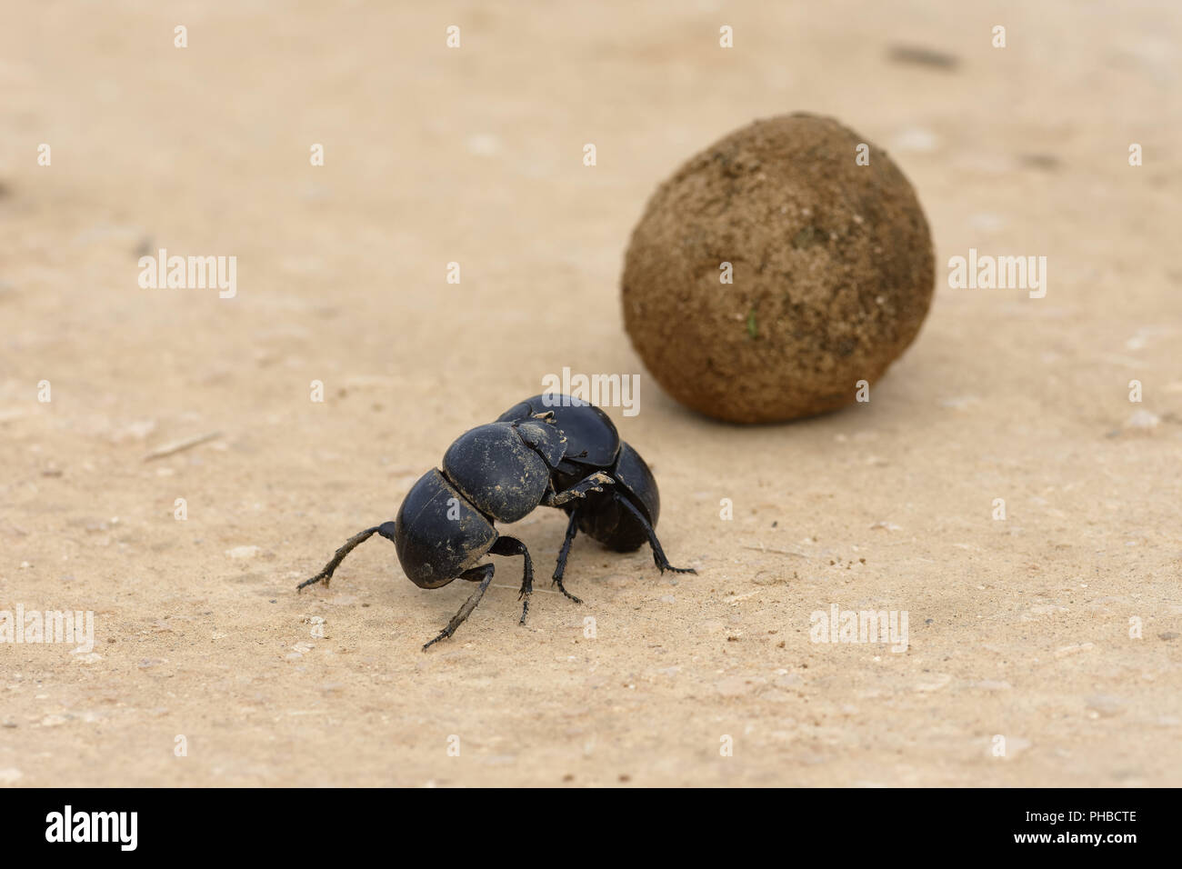 Flightless Dung Beetle, Addo Elephant National Park Stock Photo - Alamy