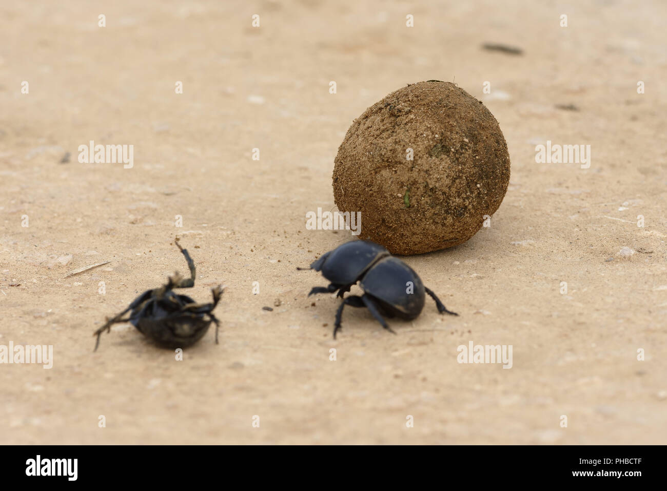 Flightless Dung Beetle, Addo Elephant National Park Stock Photo - Alamy