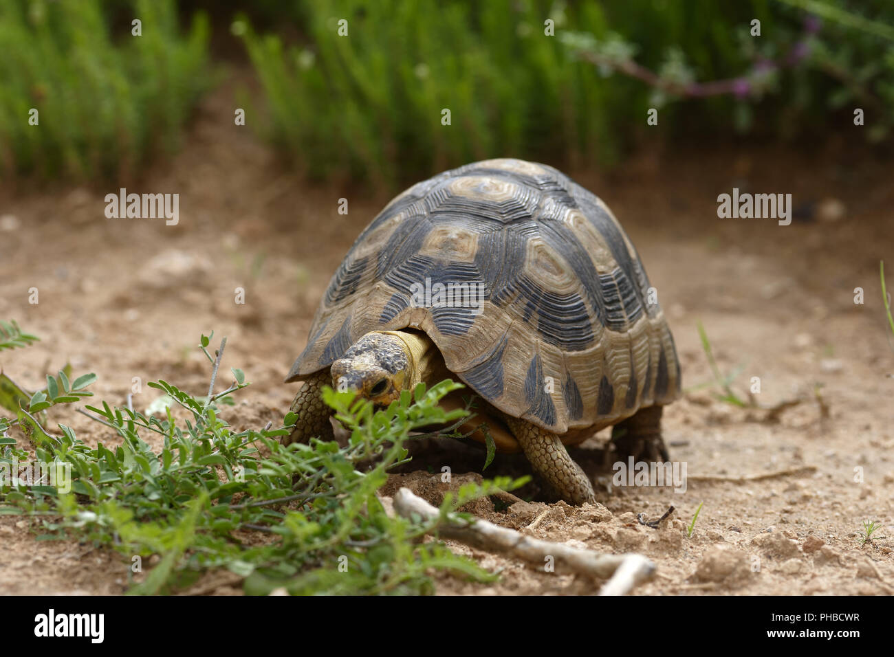 Elephant tortoise hi-res stock photography and images - Alamy