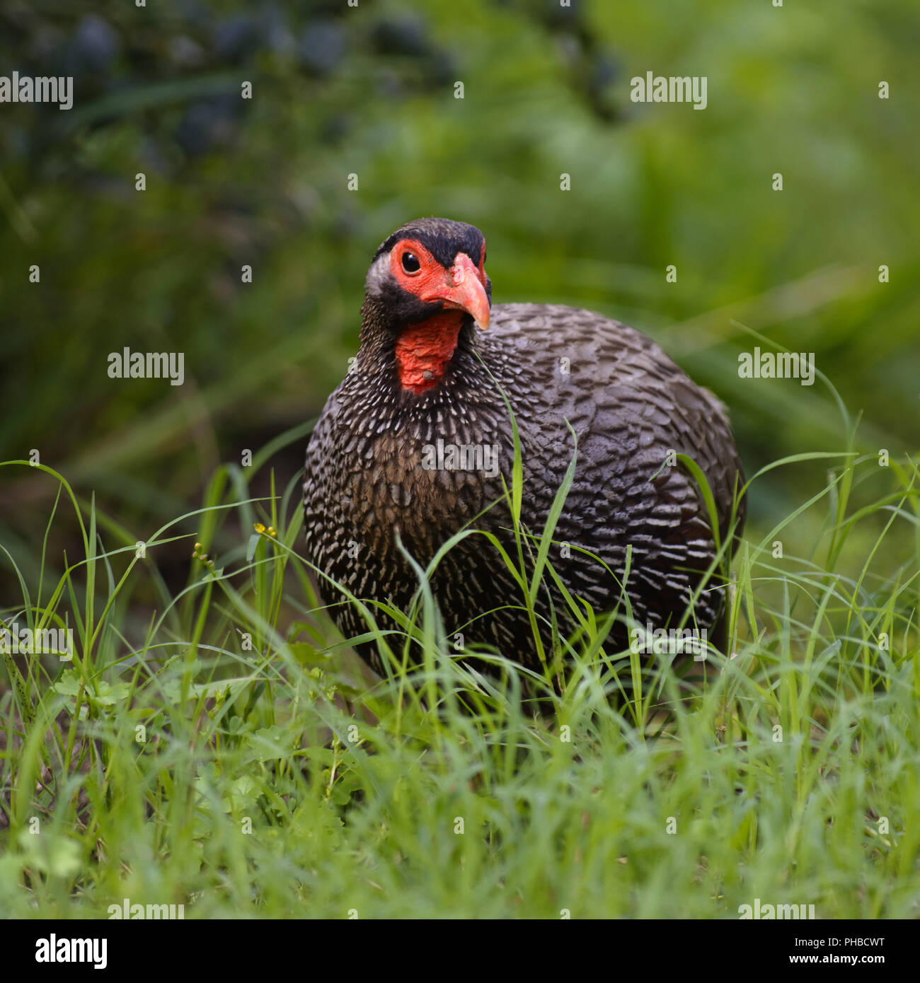 Red necked spurfowl south africa hi-res stock photography and images ...