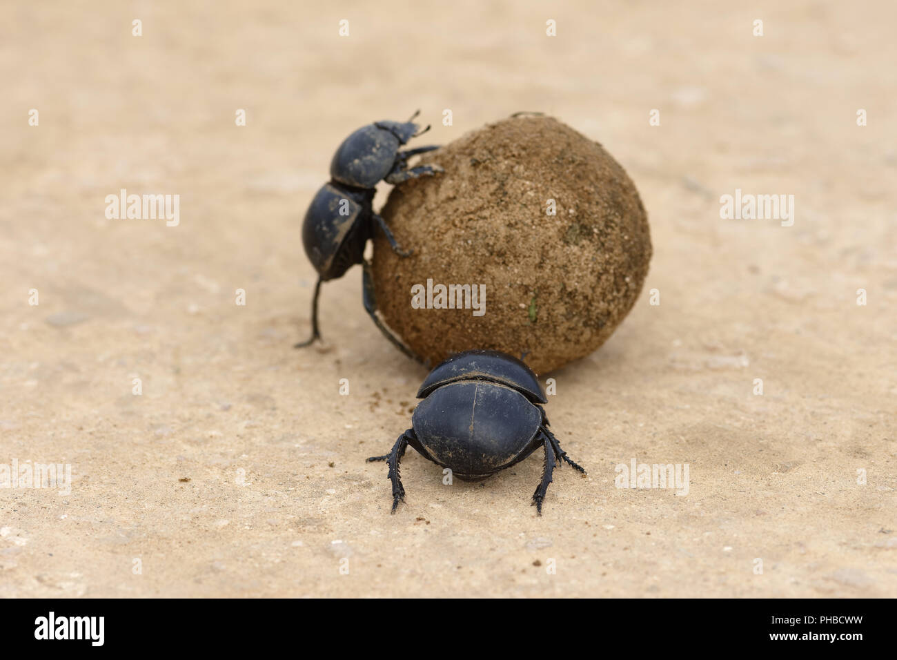 Flightless Dung Beetle, Addo Elephant National Park Stock Photo - Alamy