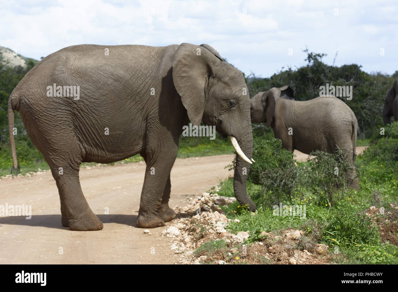 African Bush Elephant, Addo Elephant National Park Stock Photo - Alamy