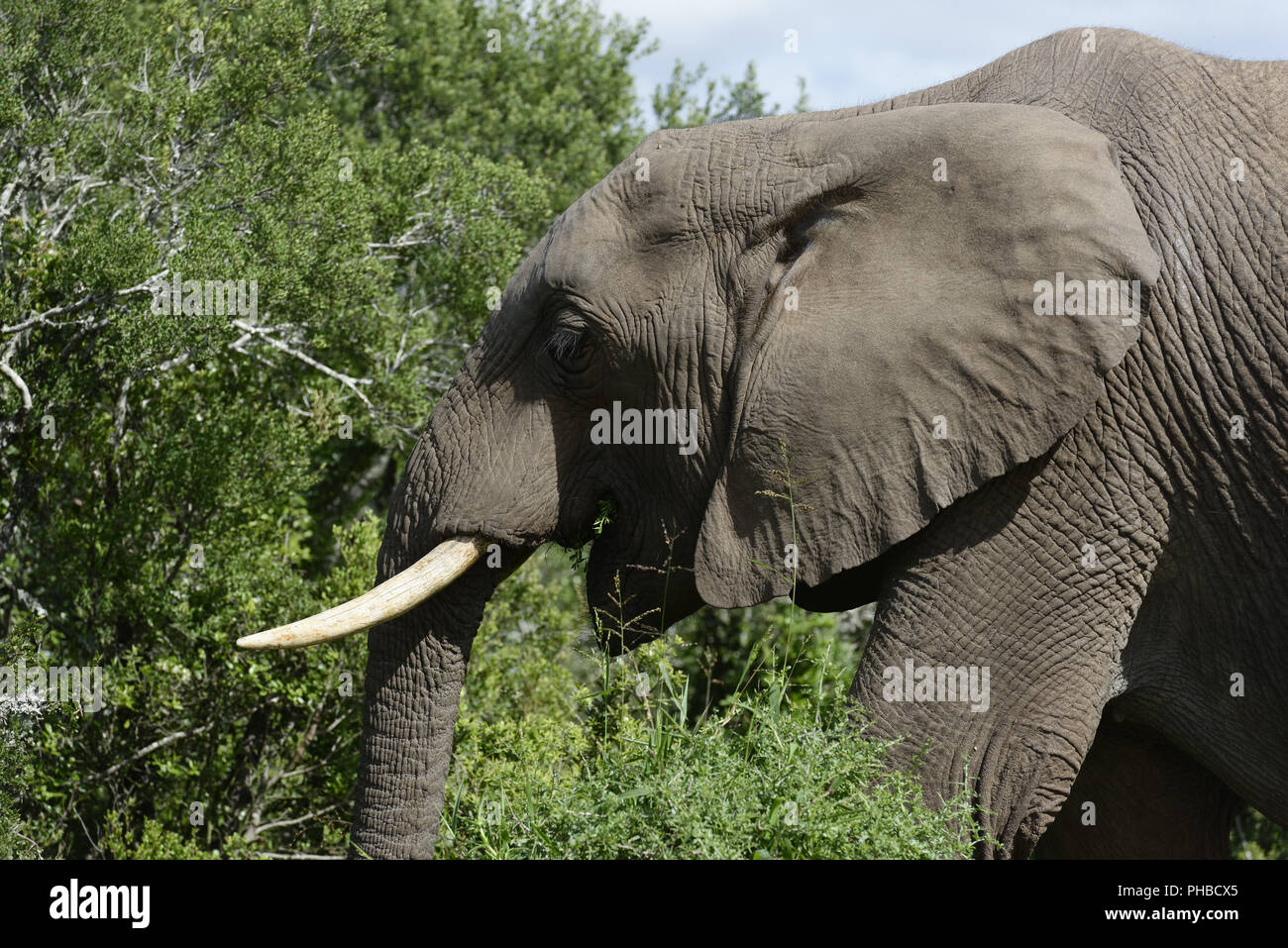 African Bush Elephant, Addo Elephant National Park Stock Photo - Alamy