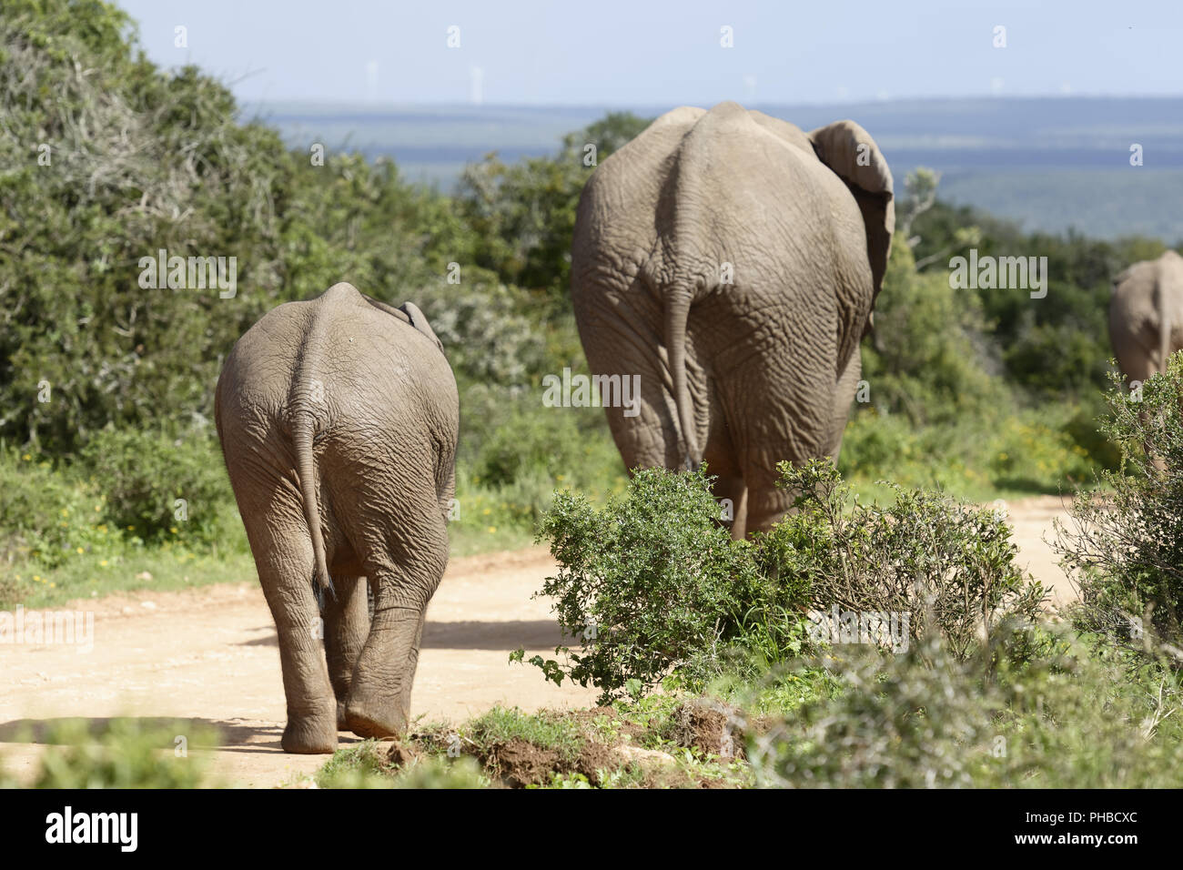 African Bush Elephant, Addo Elephant National Park Stock Photo - Alamy