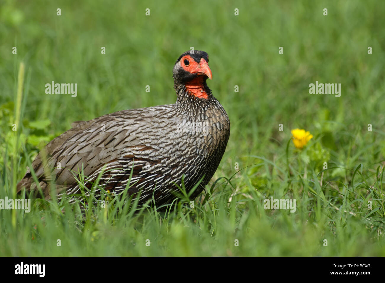 Red necked spurfowl south africa hi-res stock photography and images ...