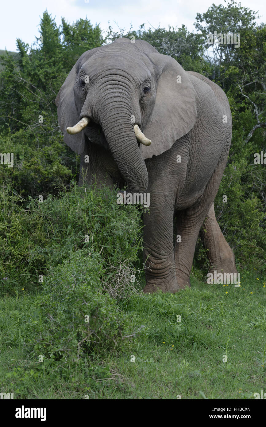 African Bush Elephant, Addo Elephant National Park Stock Photo - Alamy