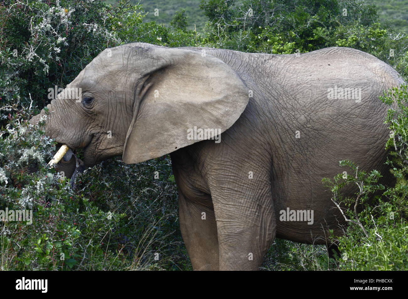 African Bush Elephant, Addo Elephant National Park Stock Photo - Alamy
