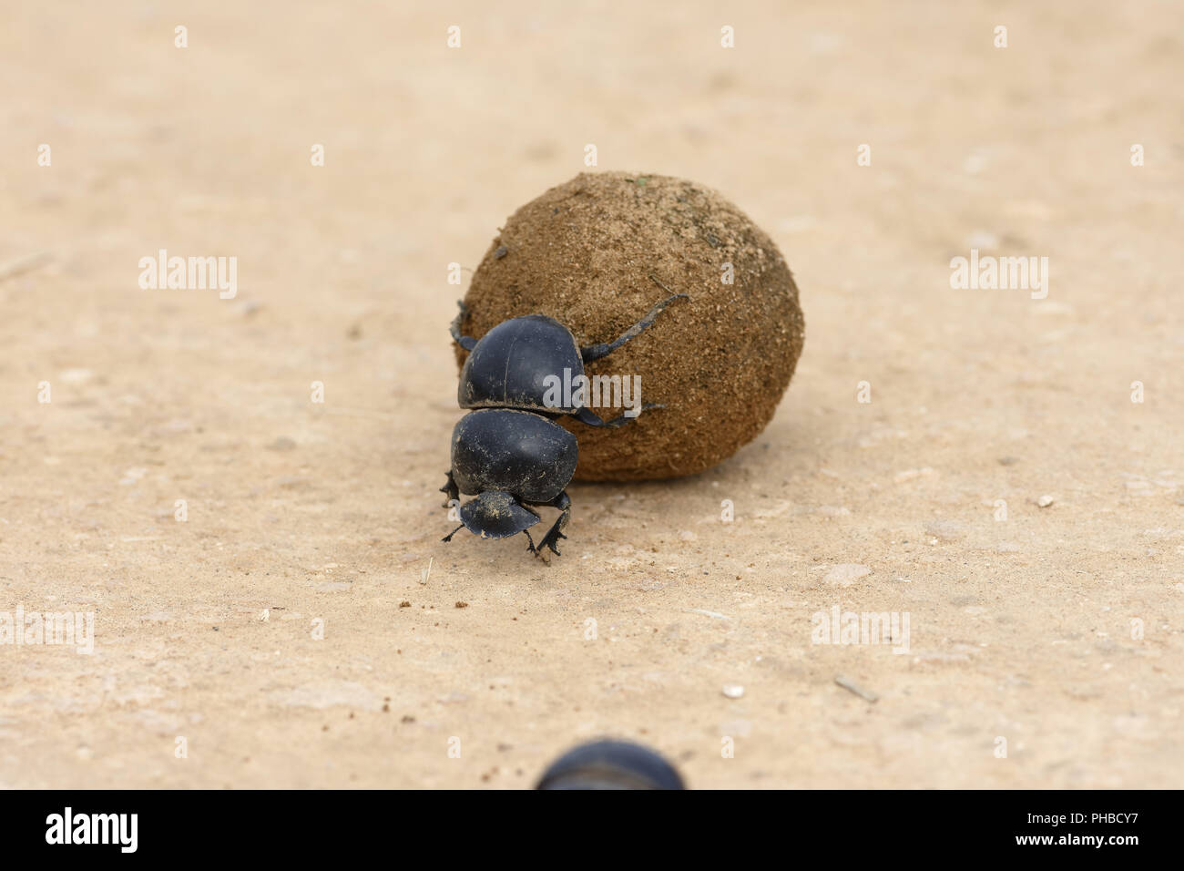 Flightless Dung Beetle, Addo Elephant National Park Stock Photo - Alamy