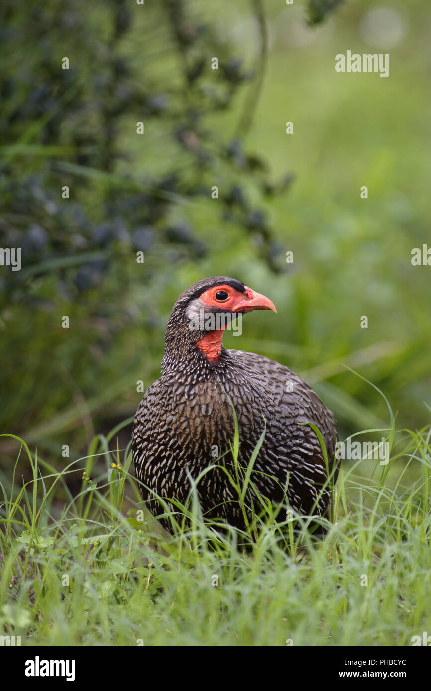 Red necked spurfowl south africa hi-res stock photography and images ...