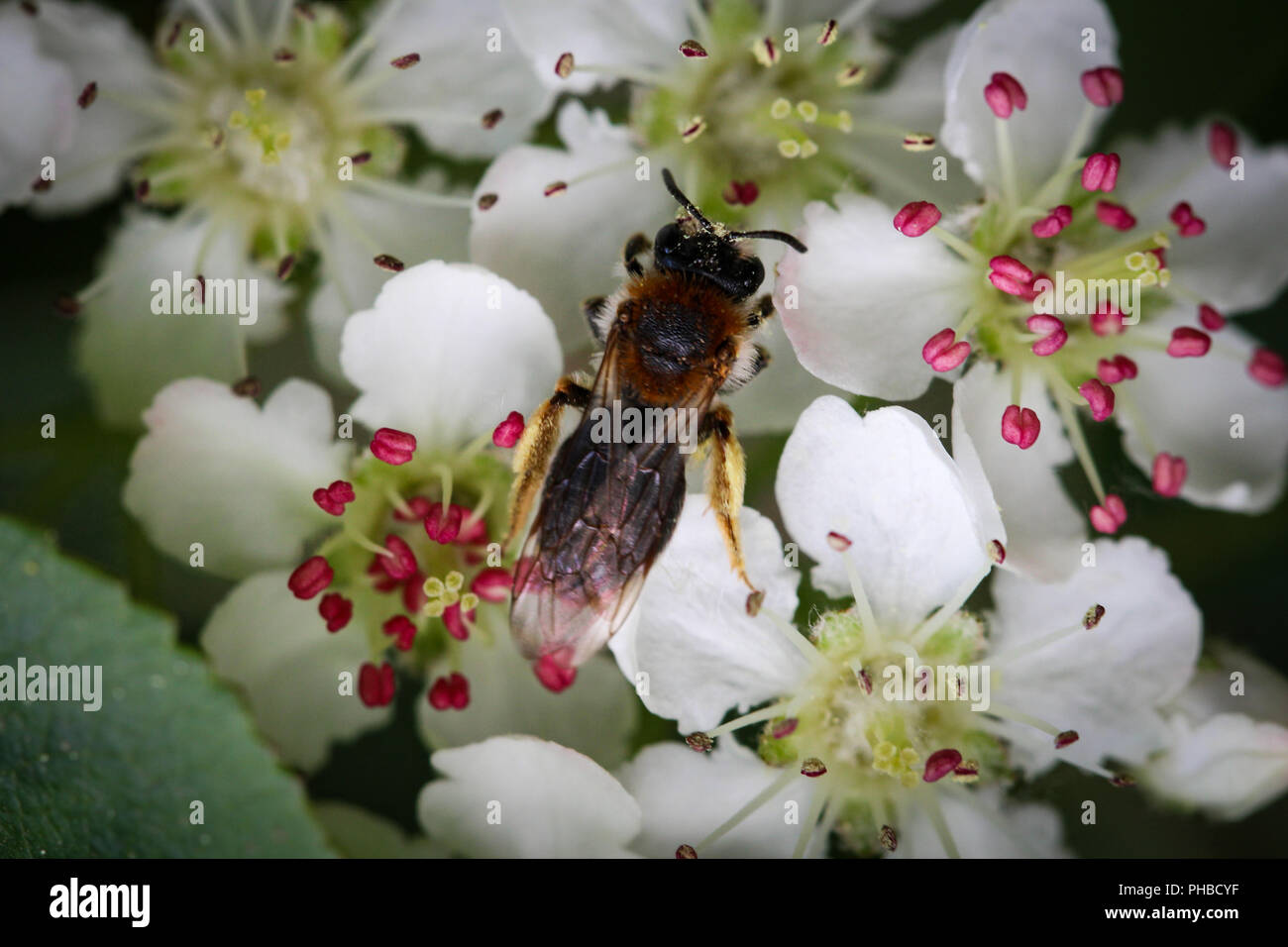 Bee pollinating apple blossoms, nature, insect, bees Stock Photo - Alamy