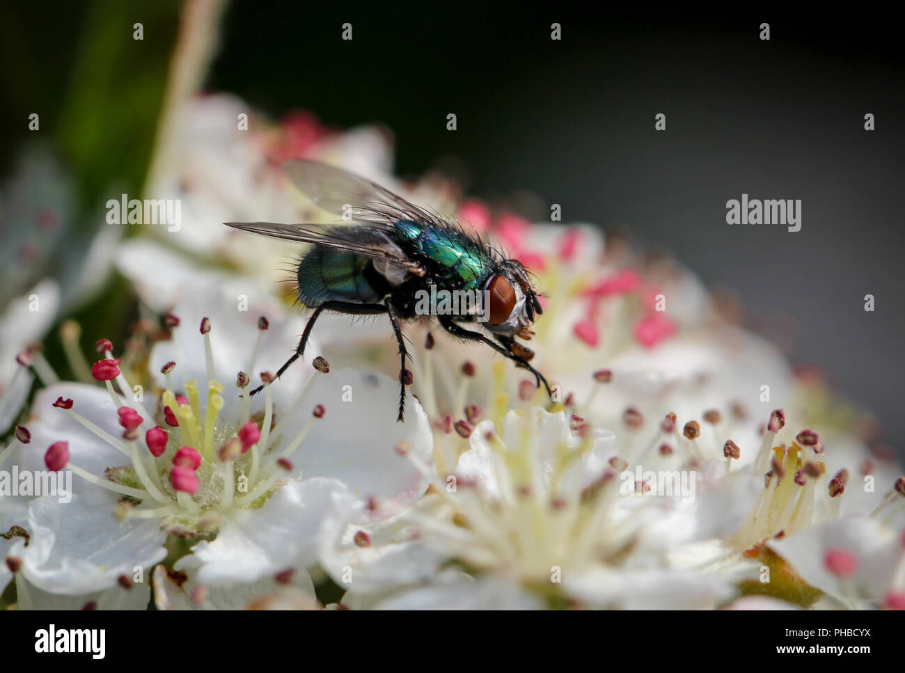 Insect on flowers hi-res stock photography and images - Alamy