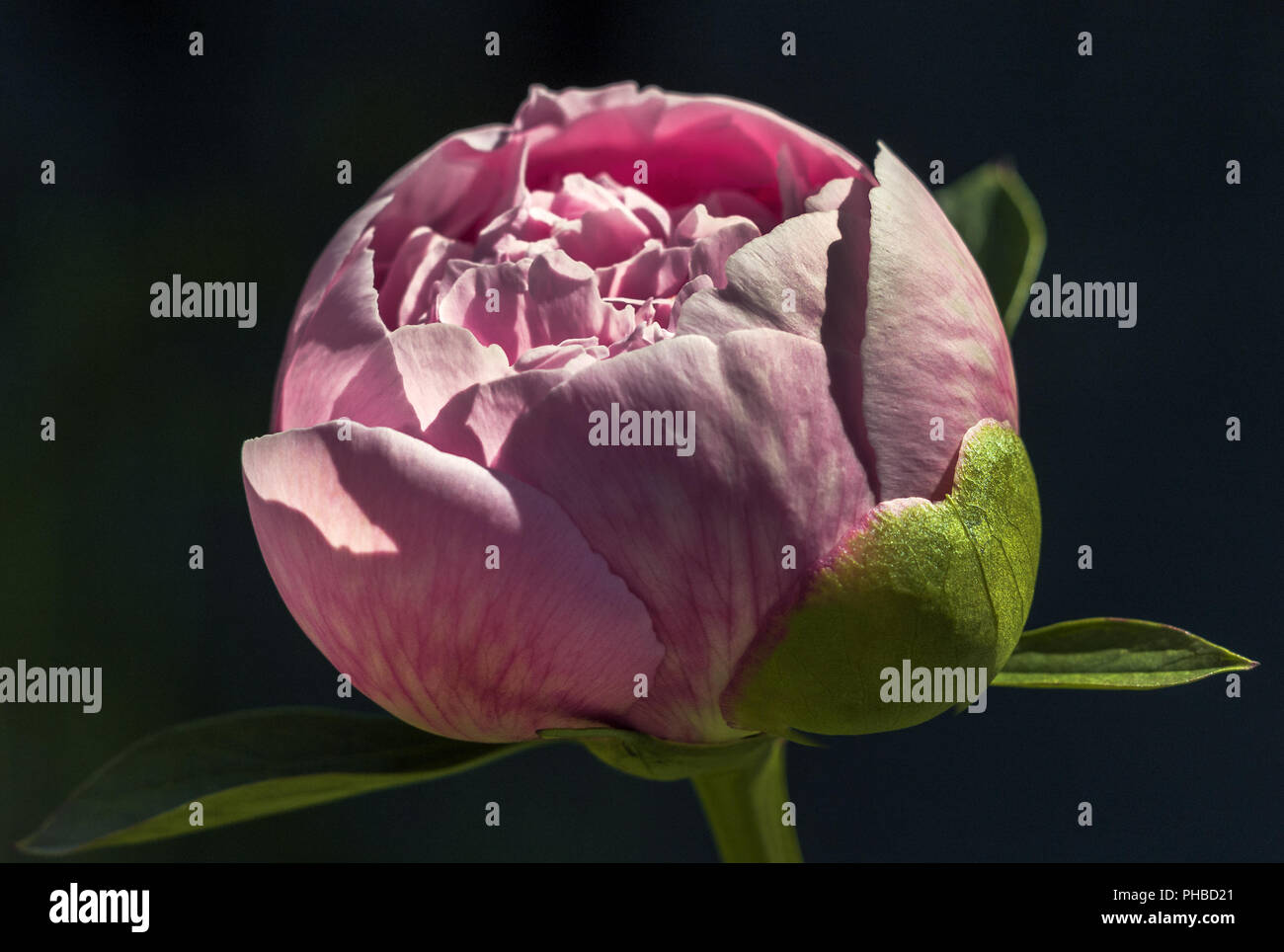 Peony shoot hi-res stock photography and images - Alamy