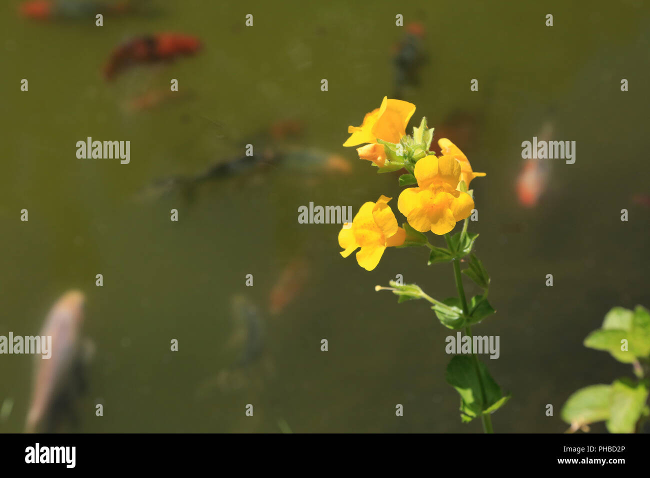 Monkey fish hi-res stock photography and images - Alamy