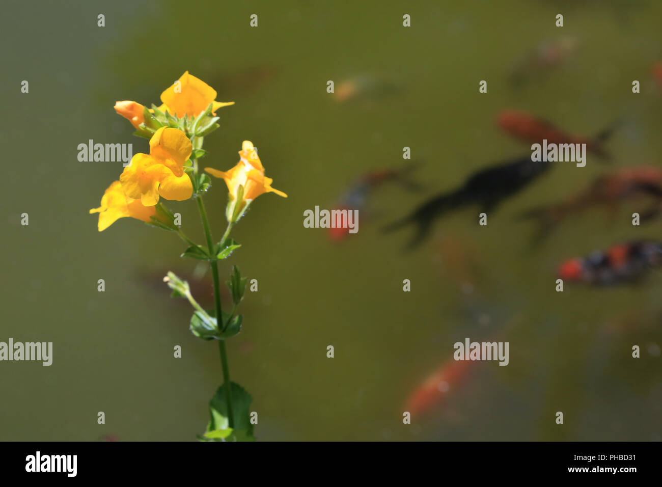 Monkey flower hi-res stock photography and images - Alamy