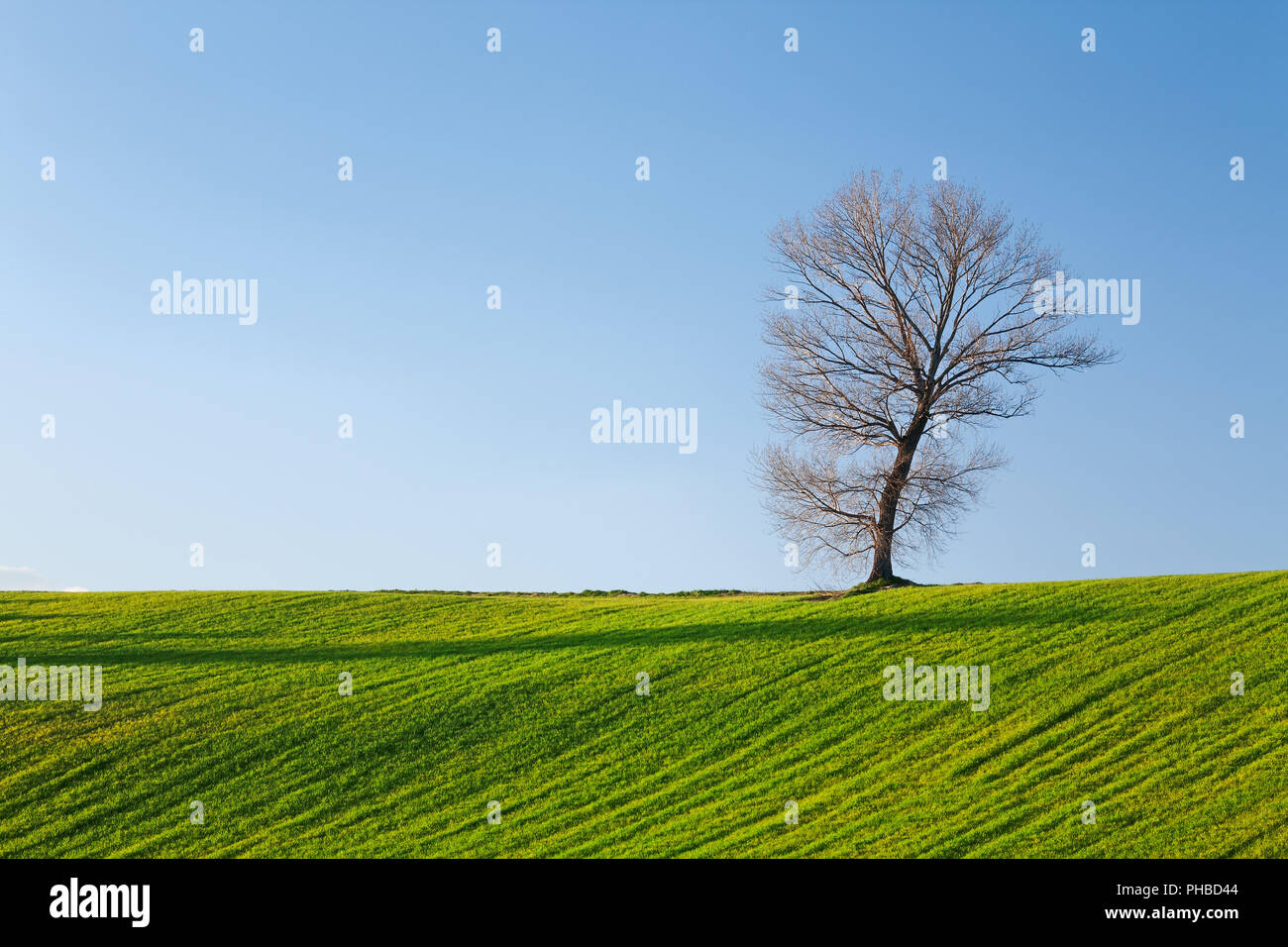 Tree, field and blue sky Stock Photo - Alamy