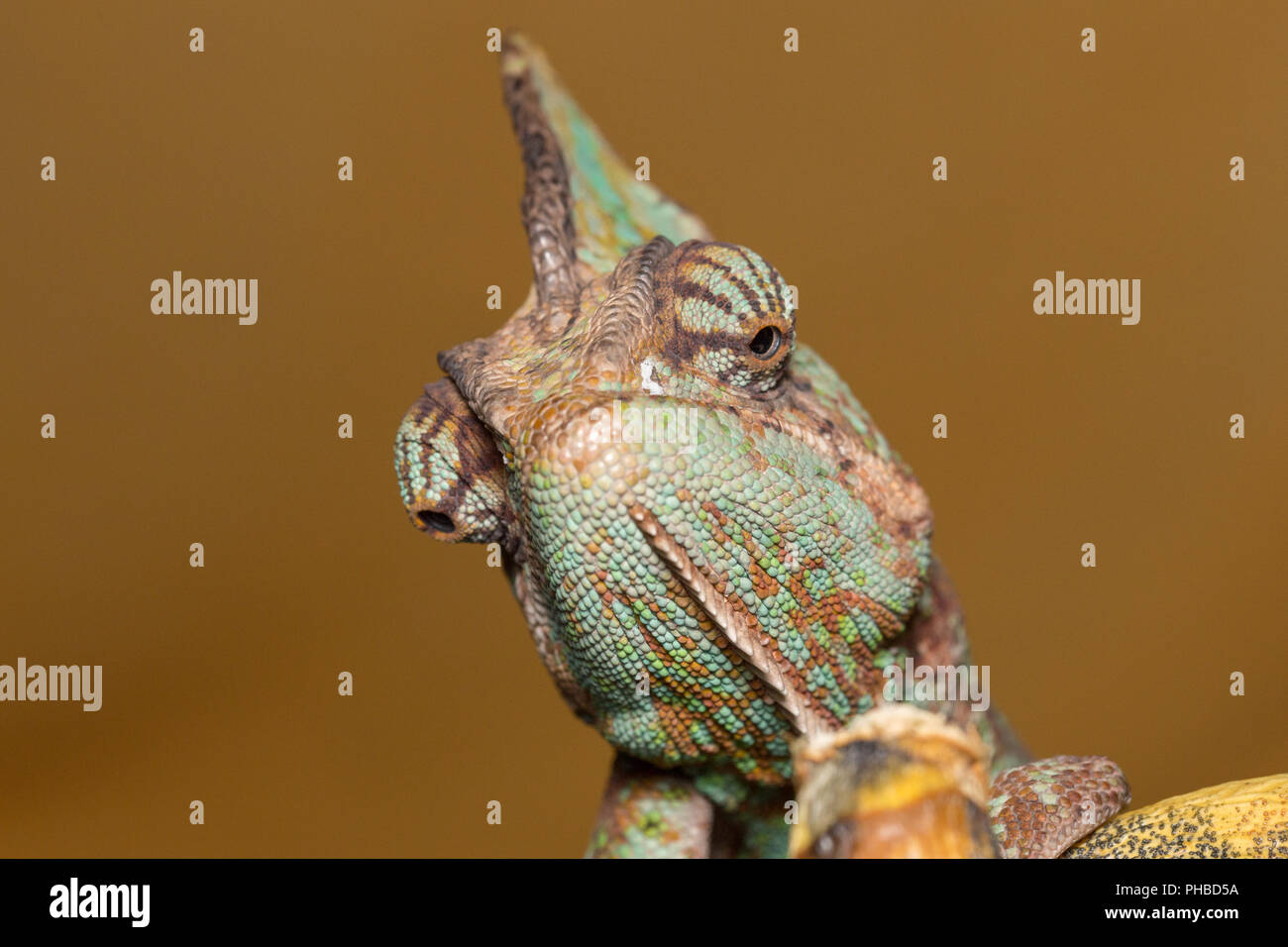 Yemen Chameleon High Resolution Stock Photography and Images - Alamy