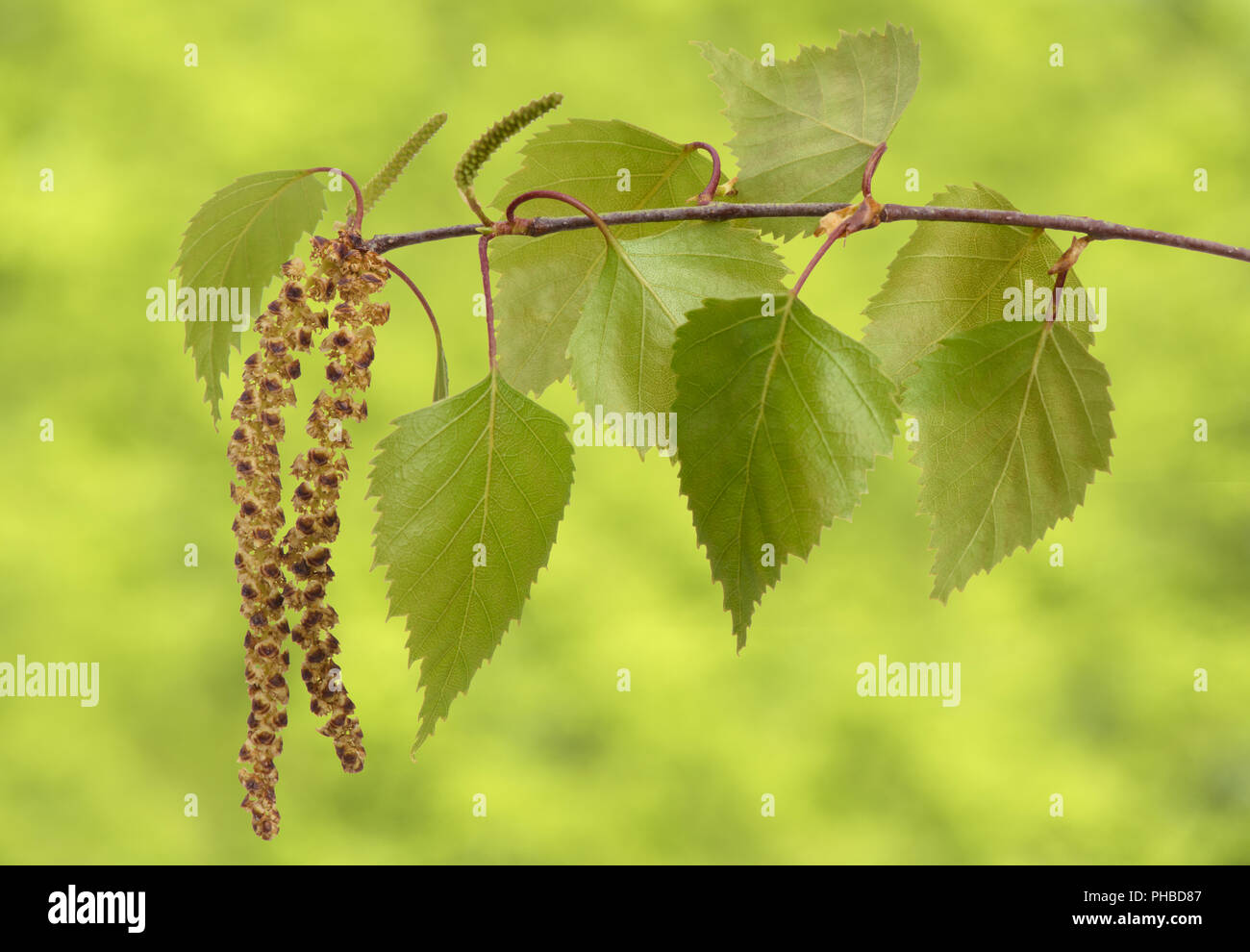 Birkenallergie hi-res stock photography and images - Alamy