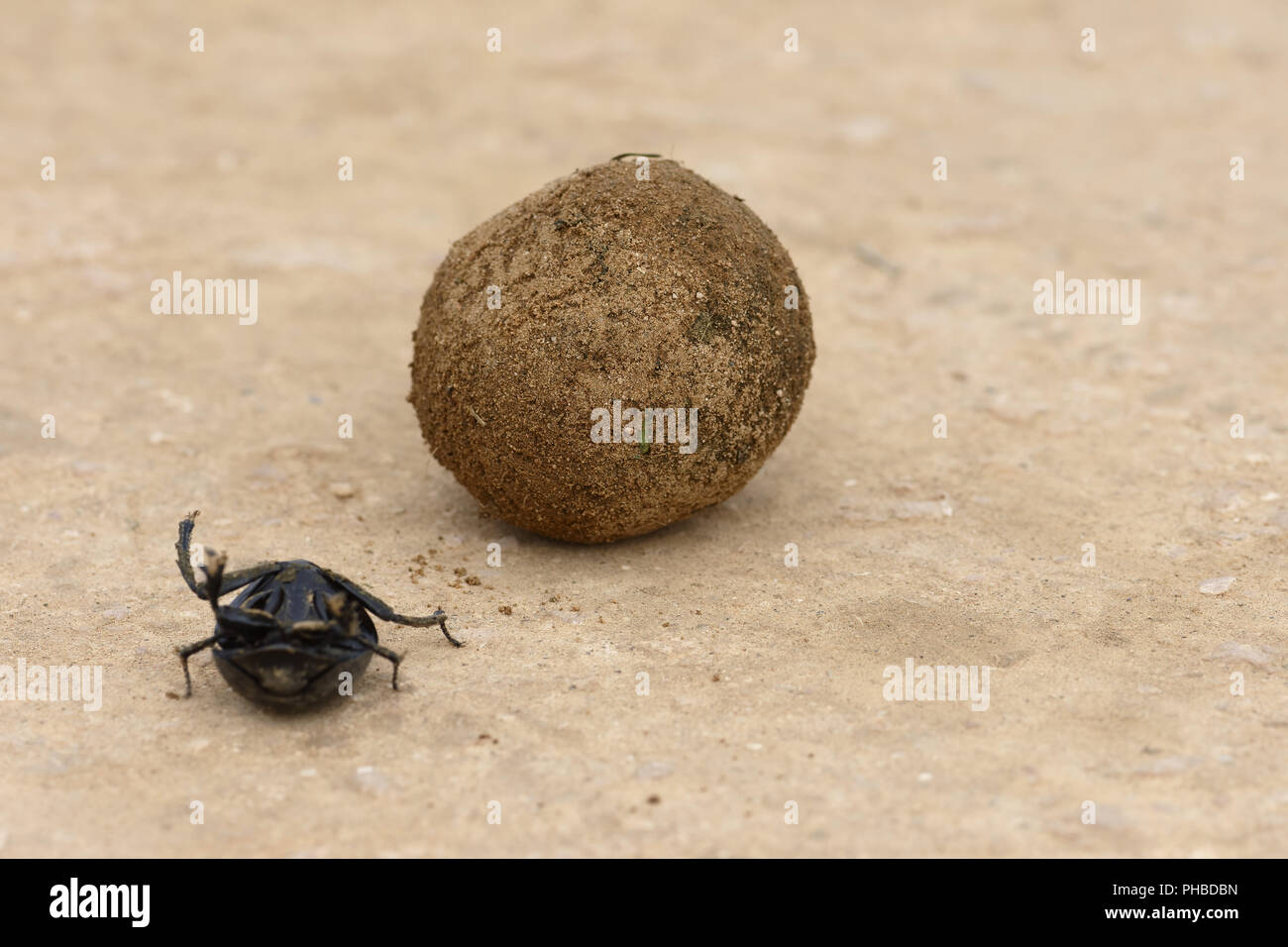 Flightless Dung Beetle, Addo Elephant National Park Stock Photo - Alamy