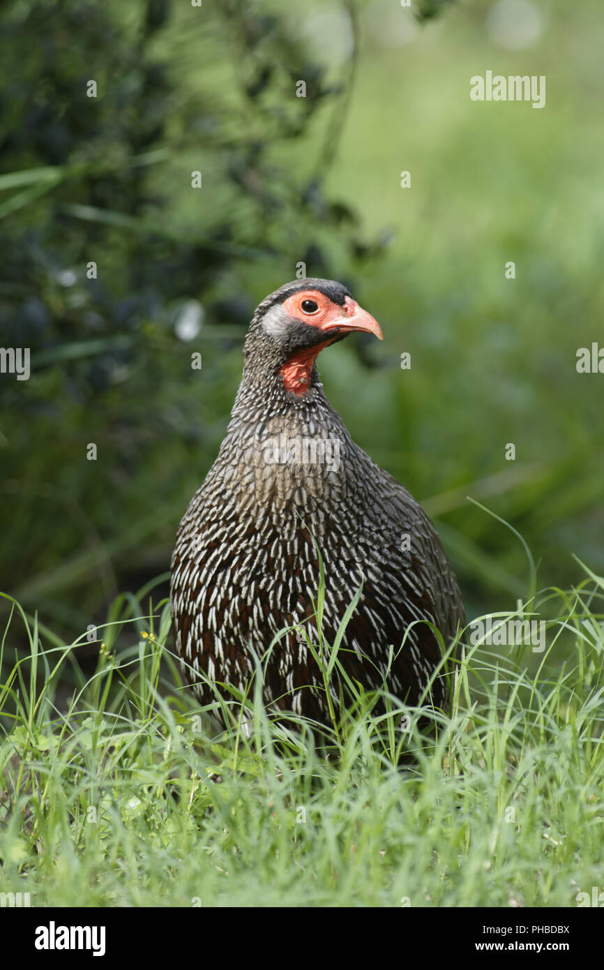 Red necked spurfowl south africa hi-res stock photography and images ...
