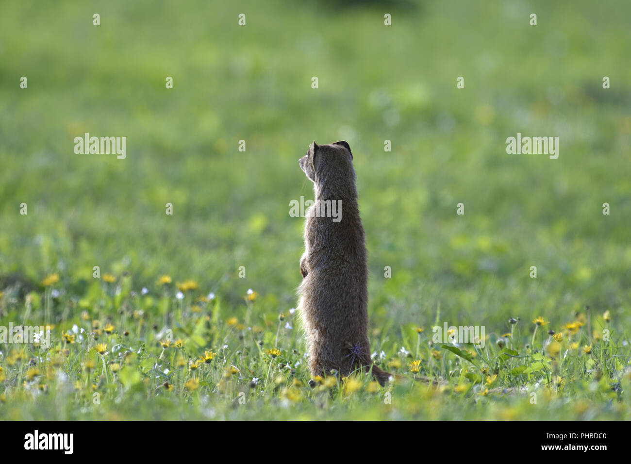 Meerkat, Addo Elephant National Park Stock Photo - Alamy