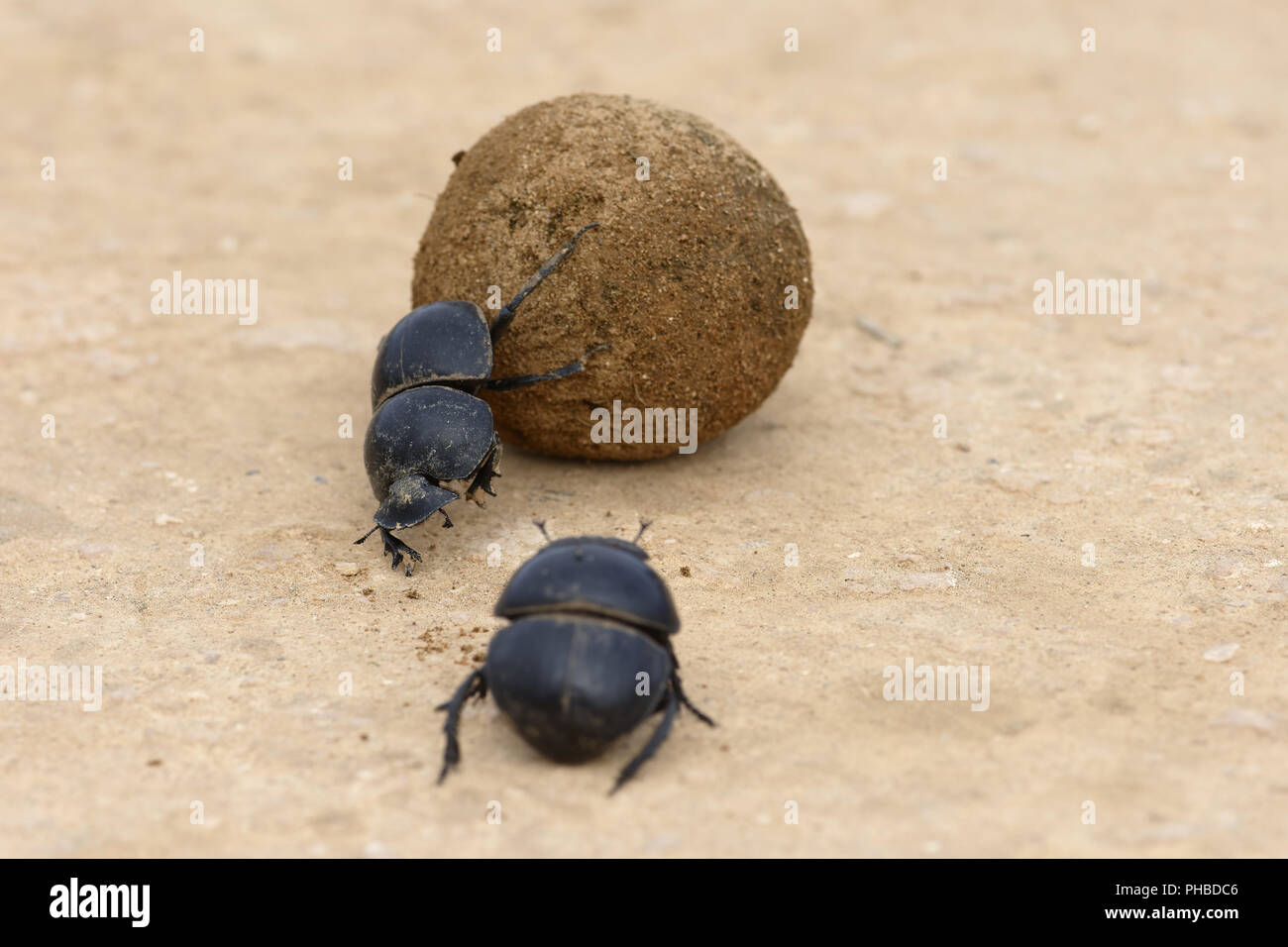 Flightless Dung Beetle, Addo Elephant National Park Stock Photo - Alamy