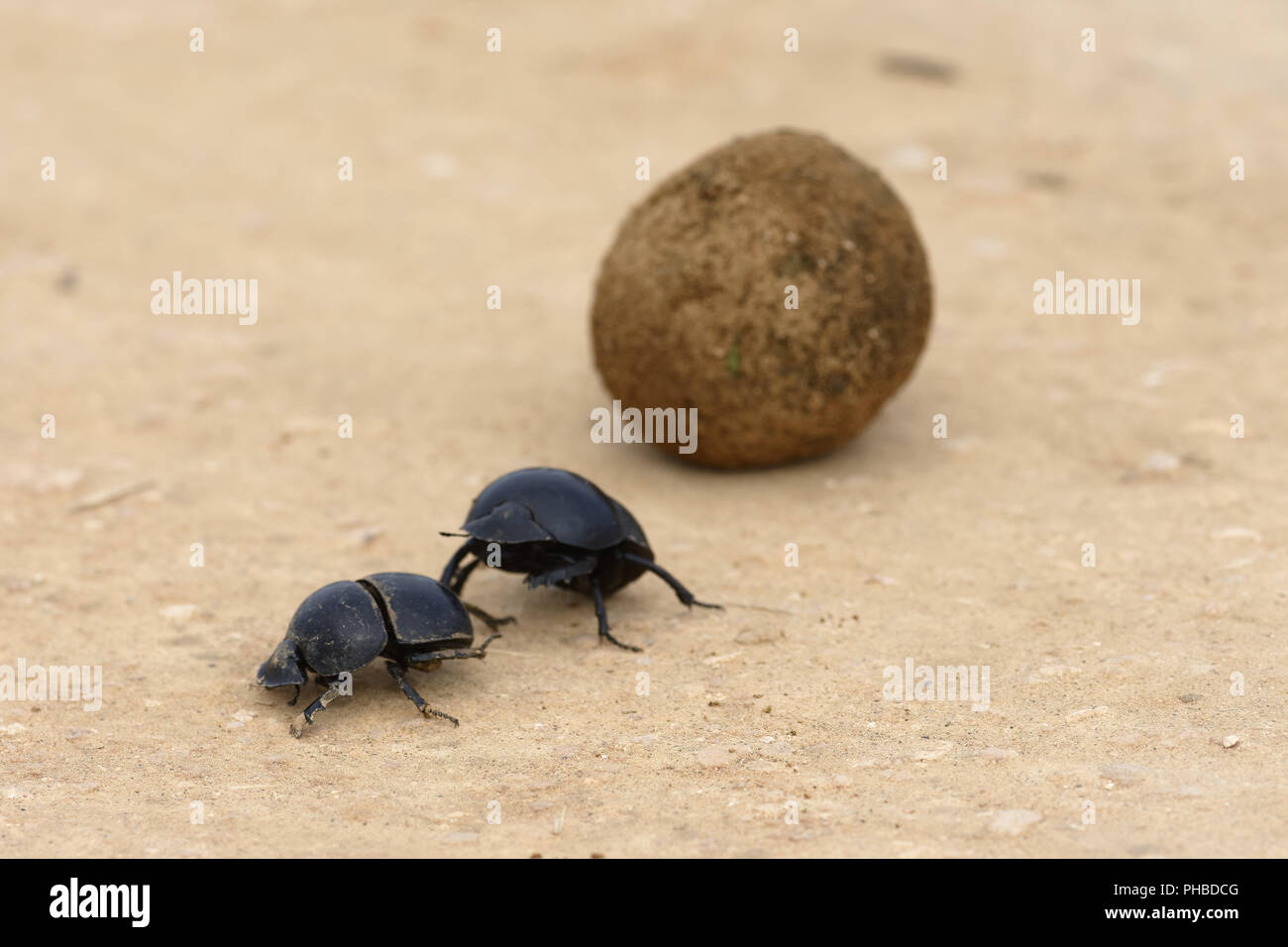 Flightless Dung Beetle, Addo Elephant National Park Stock Photo - Alamy
