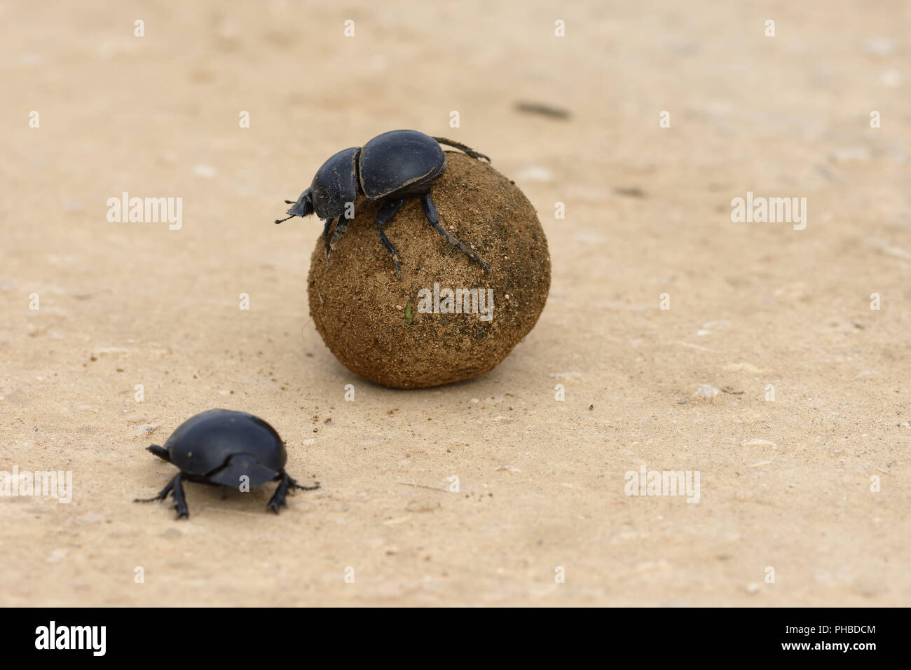 Flightless Dung Beetle, Addo Elephant National Park Stock Photo - Alamy