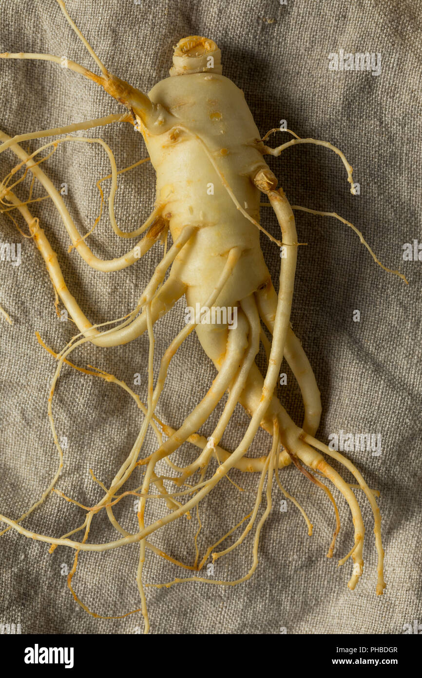Raw Organic Healthy Ginseng Root Ready to Use Stock Photo - Alamy