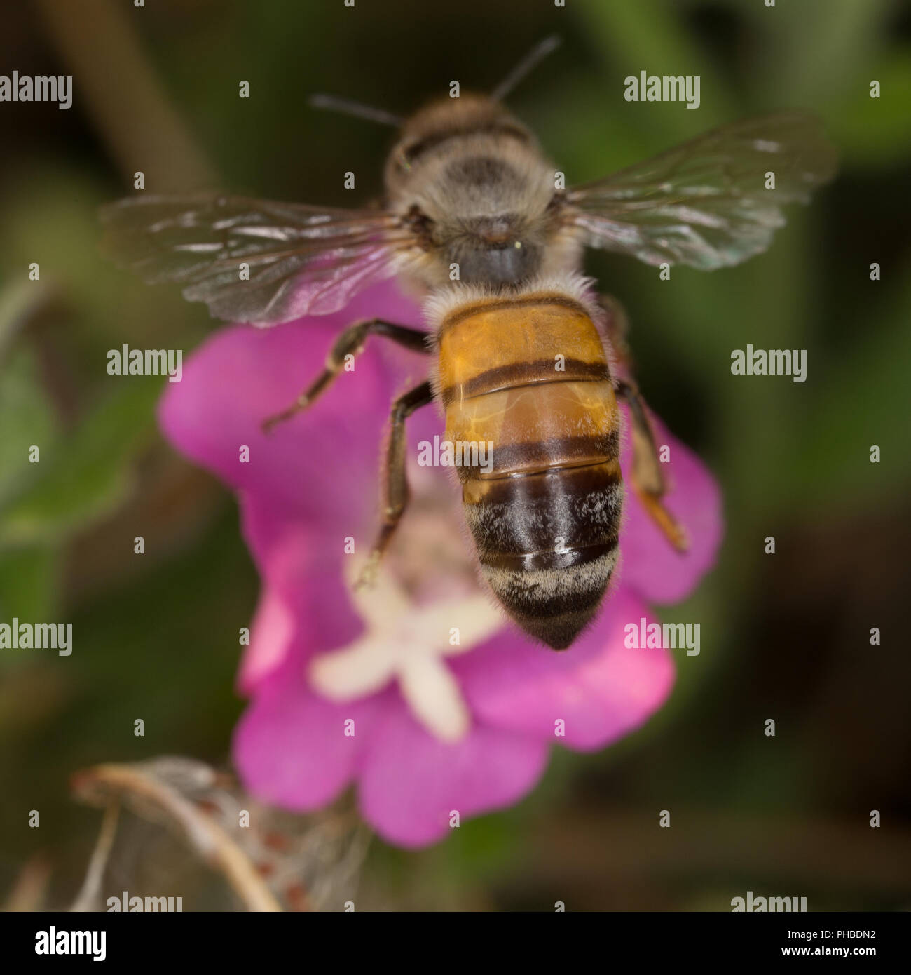 Bee close up microscope hi-res stock photography and images - Alamy