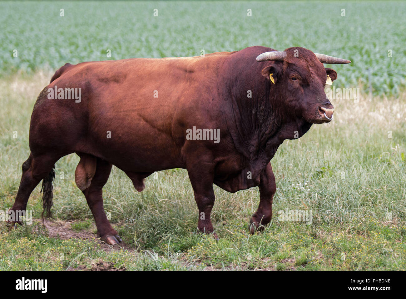 Bull type hi-res stock photography and images - Alamy