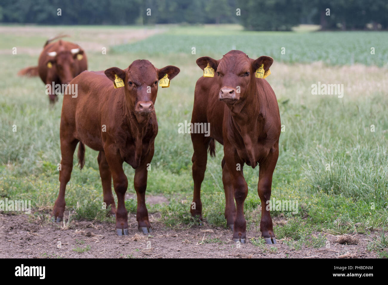 German Red (Highland type) calves Stock Photo - Alamy