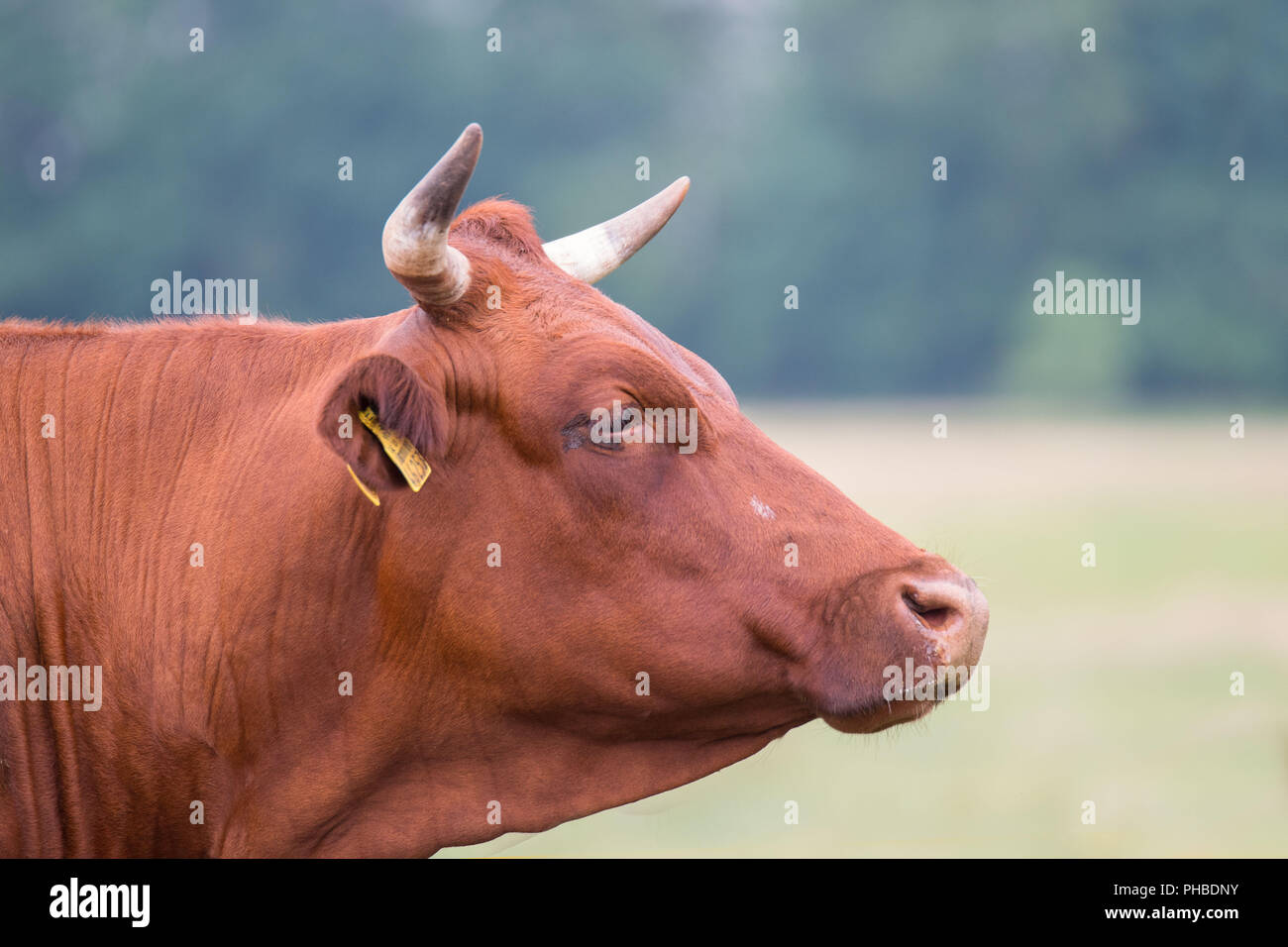 German Cow High Resolution Stock Photography and Images - Alamy