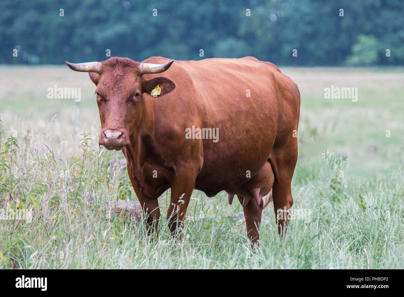 German Cow High Resolution Stock Photography and Images - Alamy