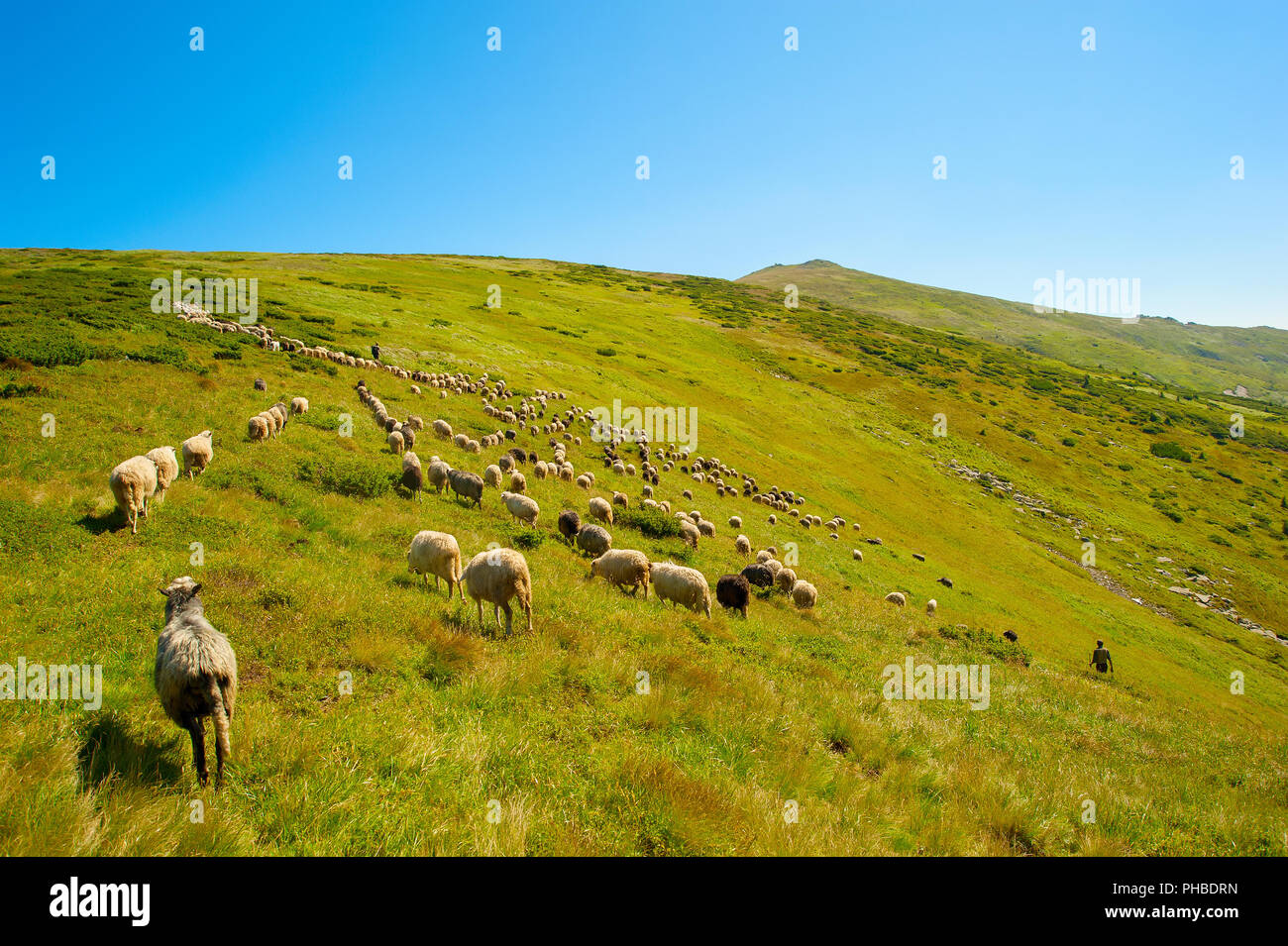 Sheep in mountians hi-res stock photography and images - Alamy