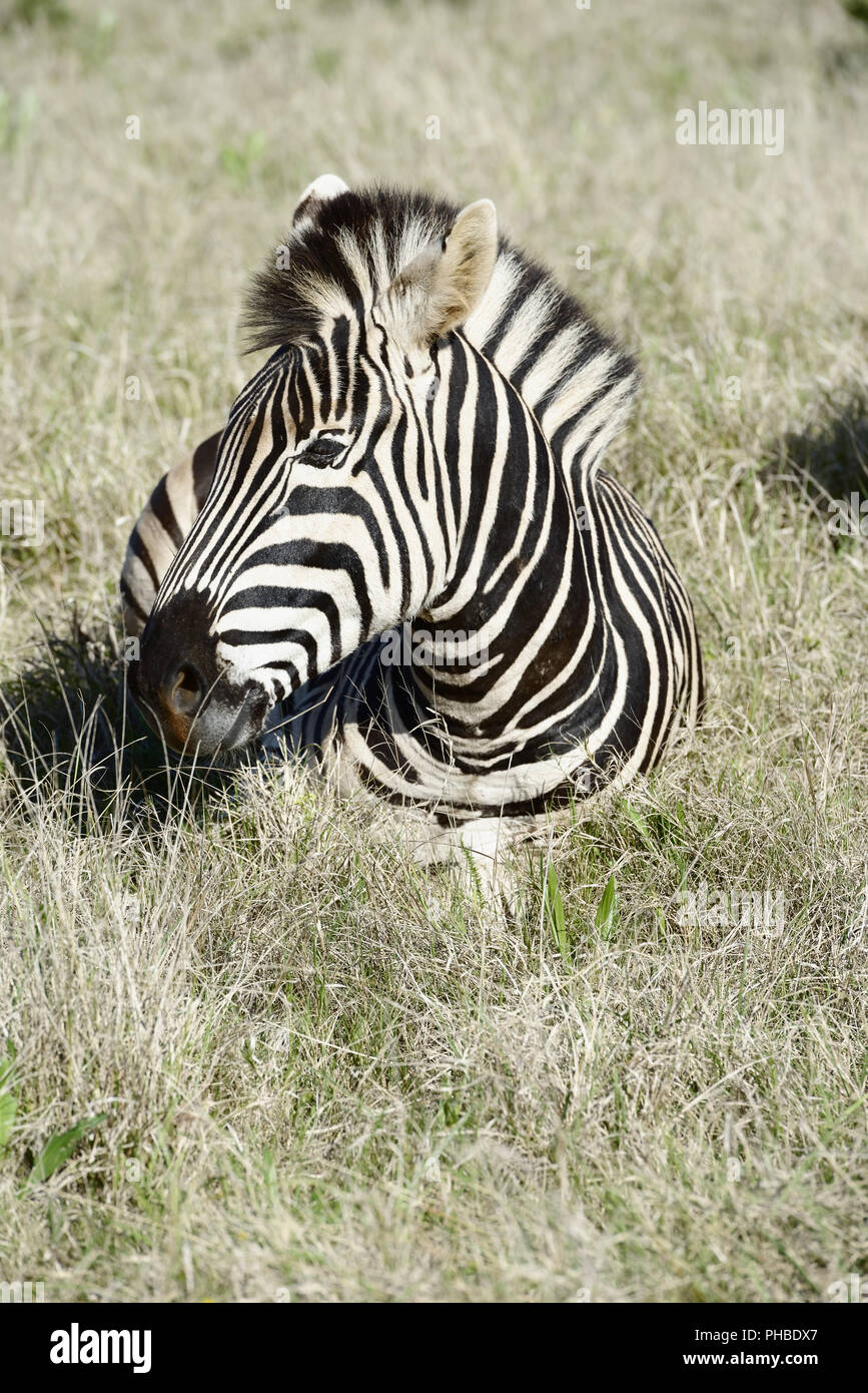Elephant zebra stripes hi-res stock photography and images - Alamy