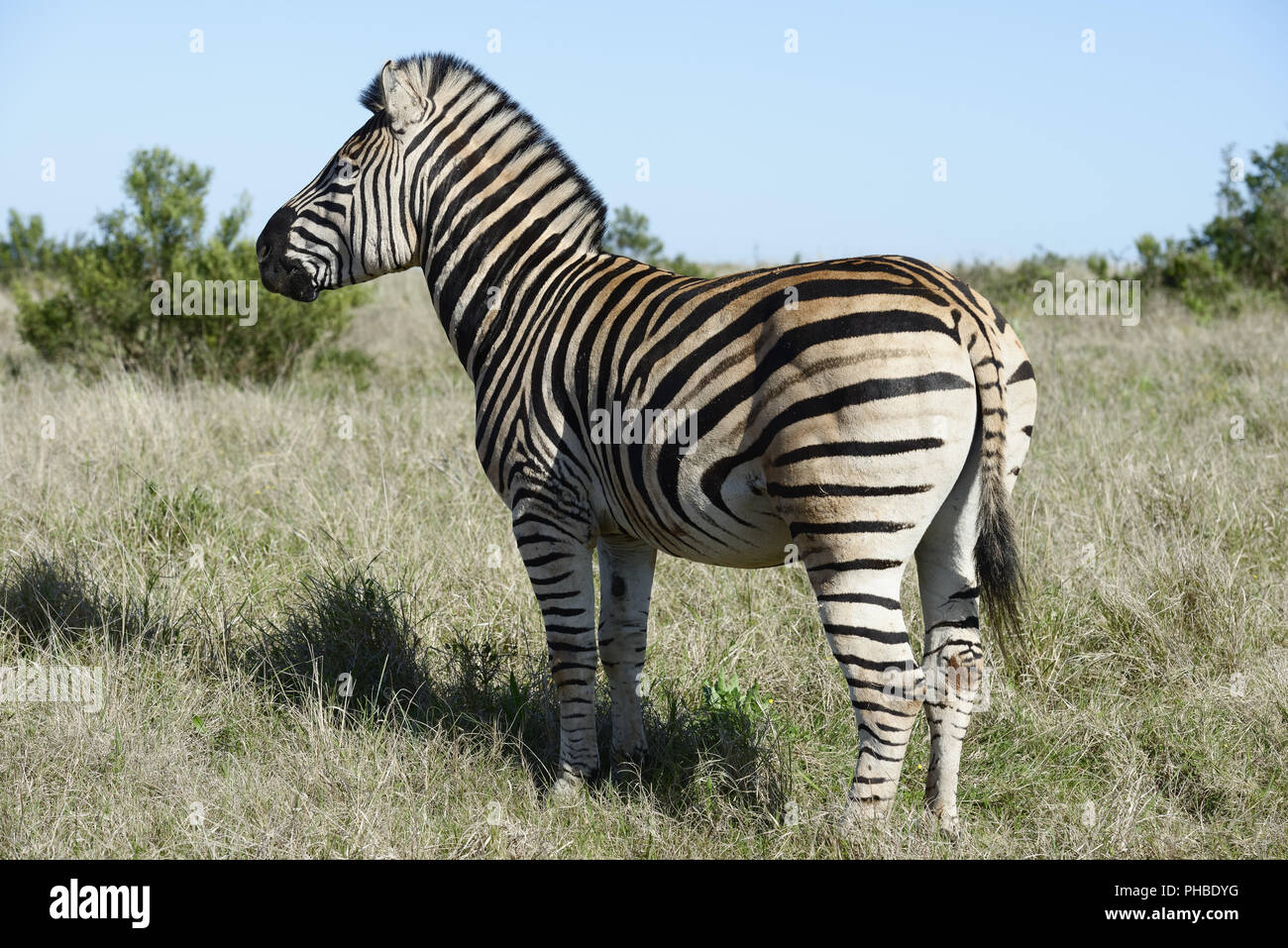 Elephant zebra stripes hi-res stock photography and images - Alamy