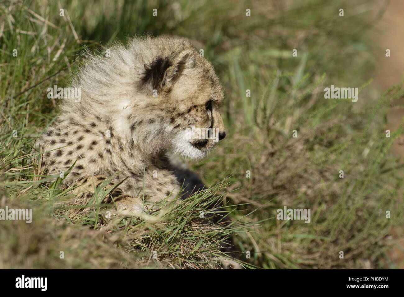 Cheetah, Addo Elephant National Park Stock Photo - Alamy