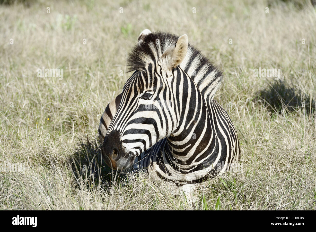 Elephant zebra stripes hi-res stock photography and images - Alamy