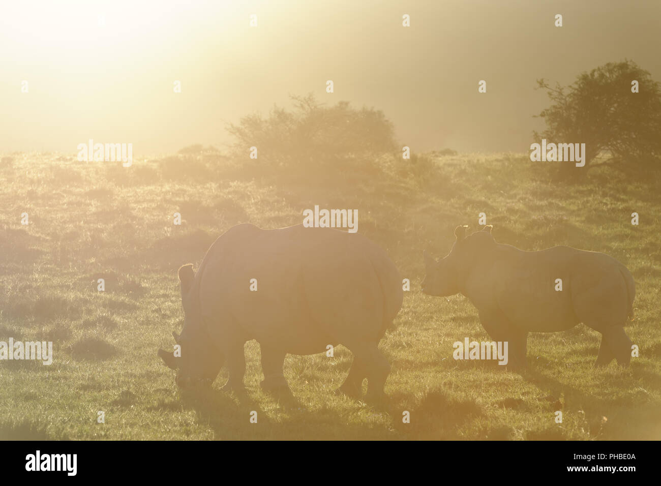 White Rhinoceros, South Africa Stock Photo - Alamy