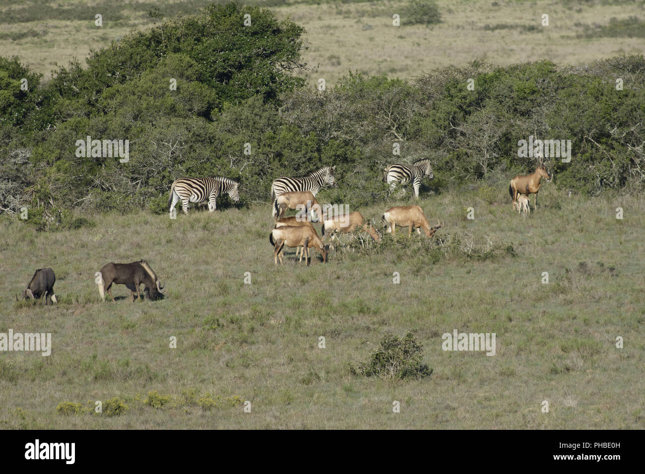 Red Hartebeest, Zebra and Wildebeest, South Africa Stock Photo - Alamy