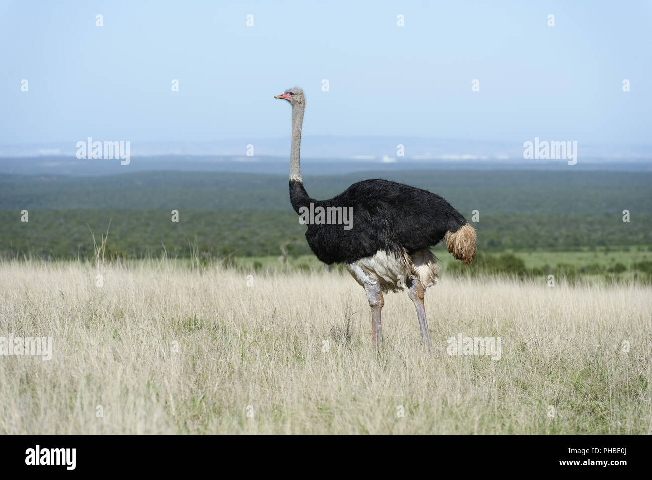 Ostridge hi-res stock photography and images - Alamy