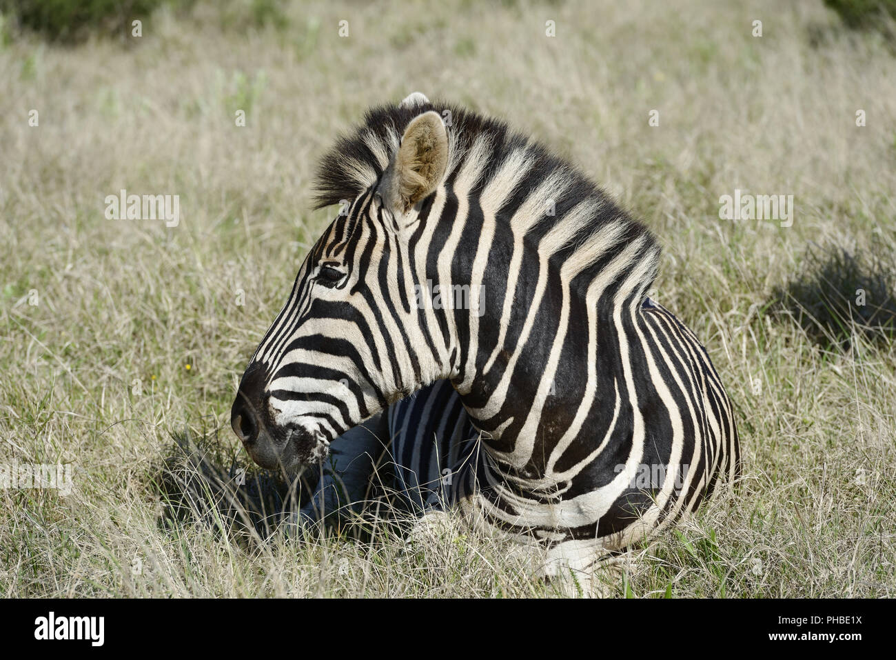Elephant zebra stripes hi-res stock photography and images - Alamy